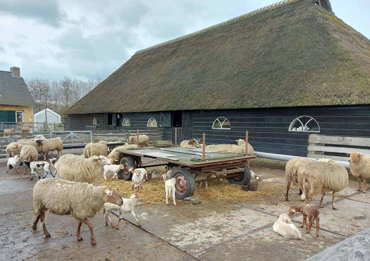 Sheep in the Netherlands - International Feltmakers Association